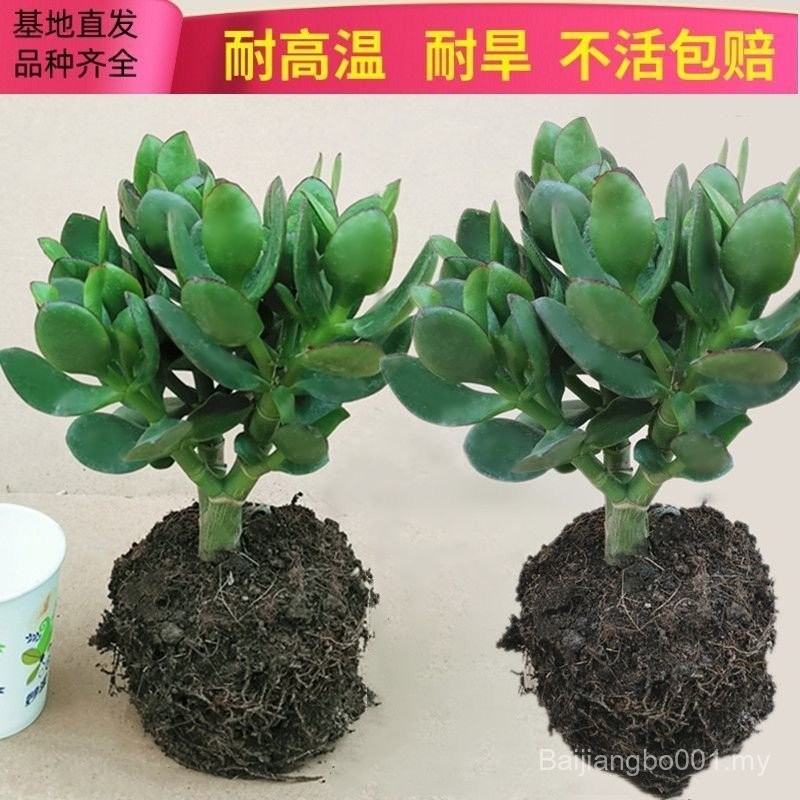 Jade Tree Potted Plant Succulents Swallow Palm Indoor Radiation-Proof ...