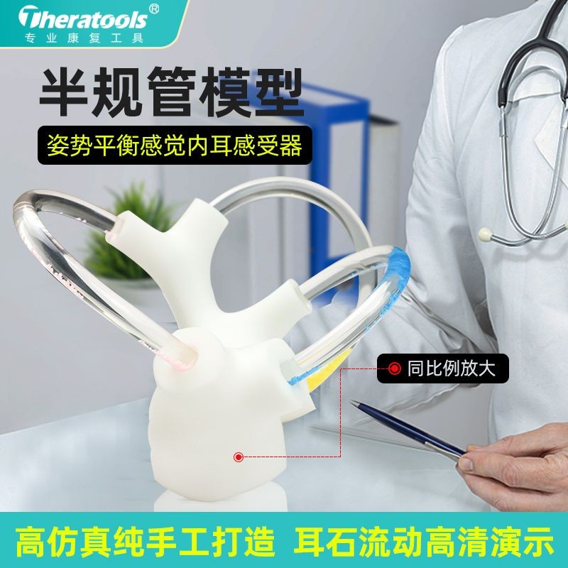 H Half-Gauge Tube Dynamic Model Human Bone Ear Snail Inner Ear Brain ...
