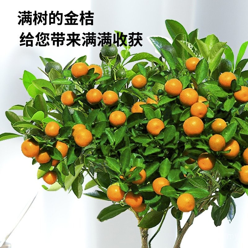 Anak Benih Pokok Kumquat Empat Musim Berpasu dengan Buah Ruang Tamu ...