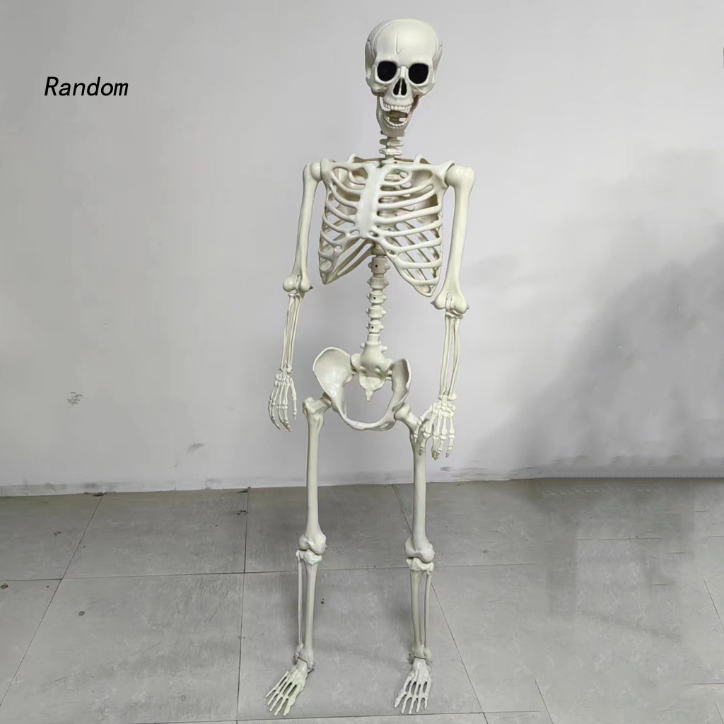 RAN Life-size Skeleton Figure Realistic Posable Halloween Skeleton ...