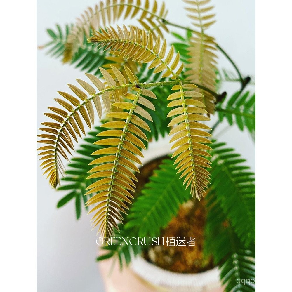 Secret Leaf Monkey Earrings Shy Monkey Chinese Style Courtyard Xi Nai ...