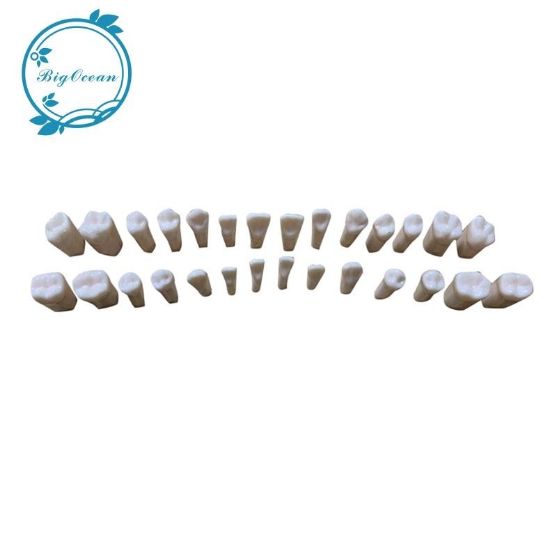 Dental Model Teeth Model Human Dental Teaching Dental Model Full ...