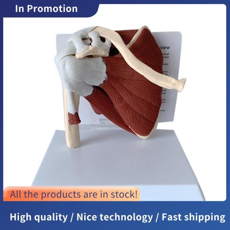 Human Skeleton Shoulder Scapula Clavicle Muscle Model Joint Functional ...
