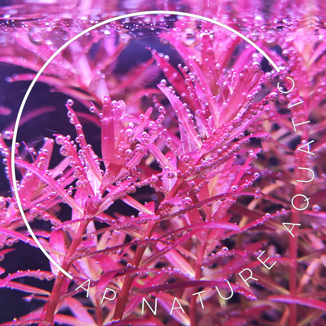 🐟 Rotala Blood Red SG Aquatic Plant Aquarium Fish Shrimp Tank 新国血红宫廷 水草 ...