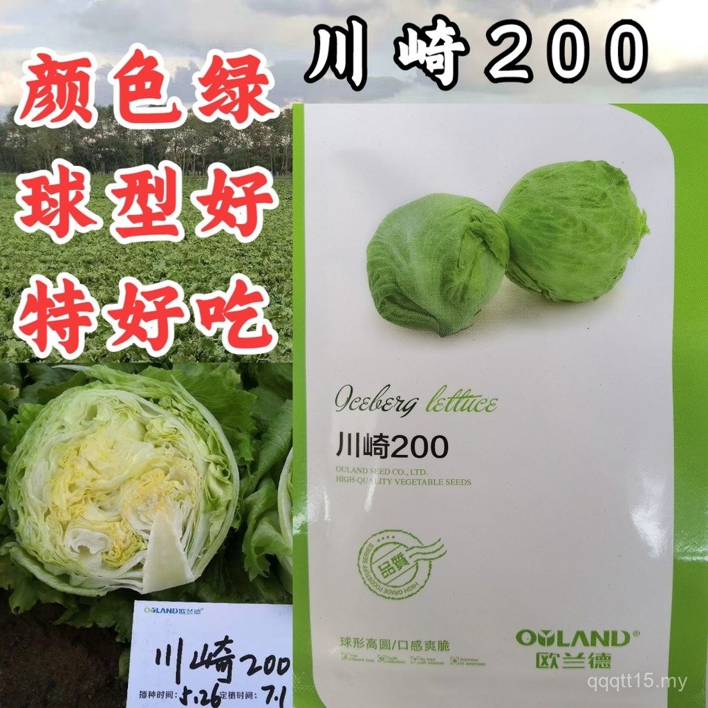 Kawasaki 200 Knot Ball Lettuce Seeds Orand Ball Type Green Leaf Crispy ...