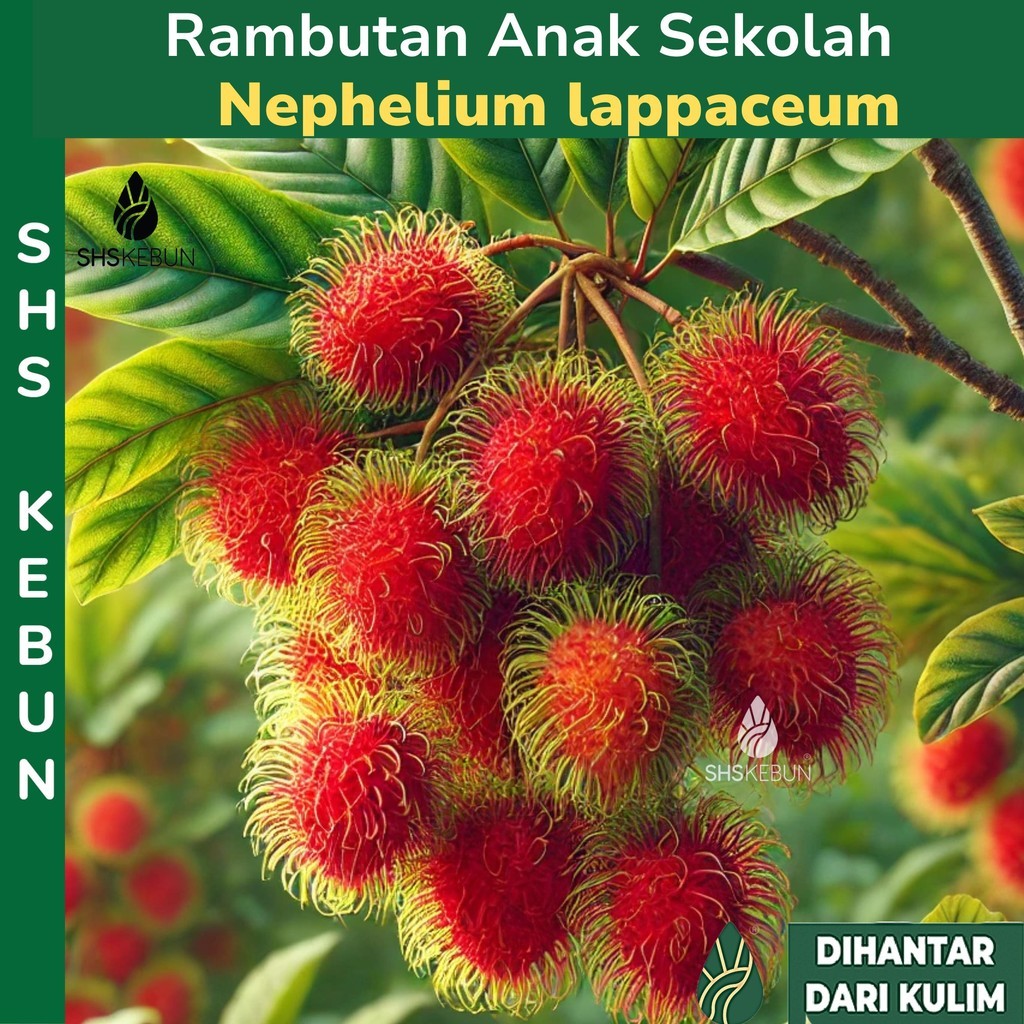 Pokok Buah Rambutan Anak Sekolah Pokok Hybrid Hybrid Plant Live Plant ...