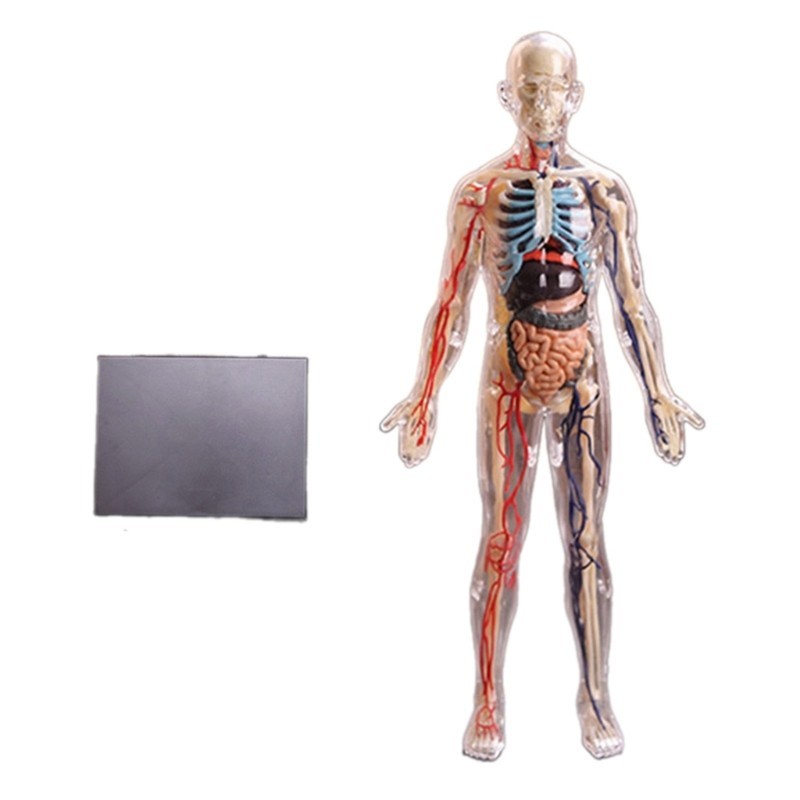 love* 1 6 Scale Human Anatomy Model with Detachable Organs Body Parts ...
