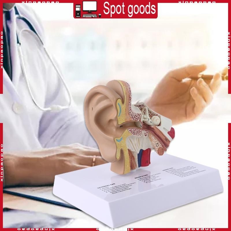 XI 1 5 Times Life Size Human Ear Model Scientific Anatomy Teaching ...