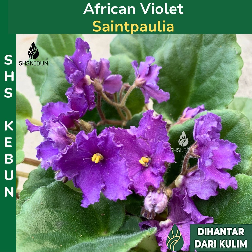 Pokok Bunga African Violet Ungu 紫罗兰 非洲堇 Pokok Indoor Pokok Hiasan ...