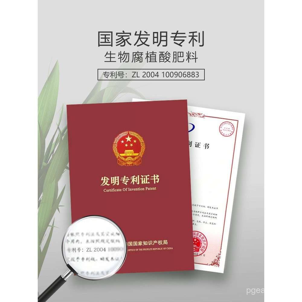 Baja Daun Biola Stanley Jenis Khas Baja Khas Daun Biola Besar Empat ...