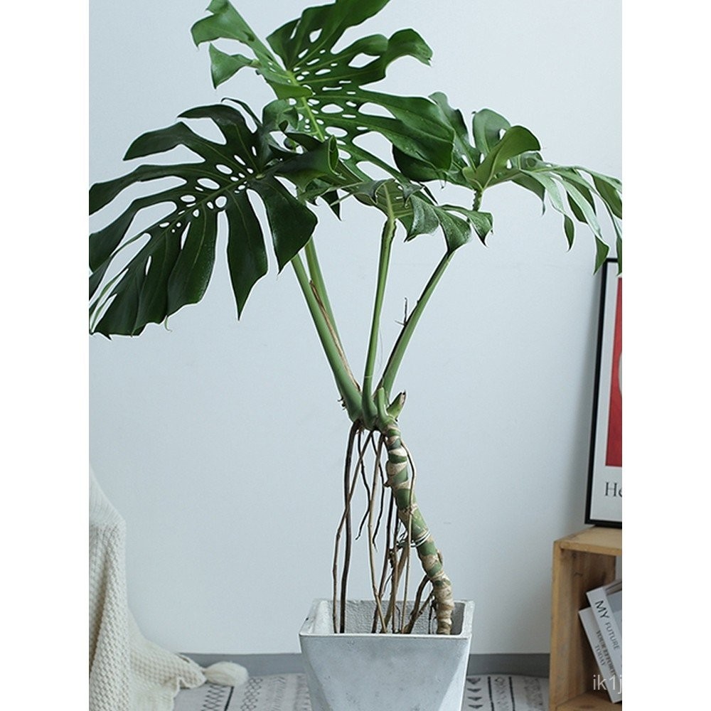 Nordic ins Style Influencer Green Plant Old Pile Shaped Old Pile Bamboo ...