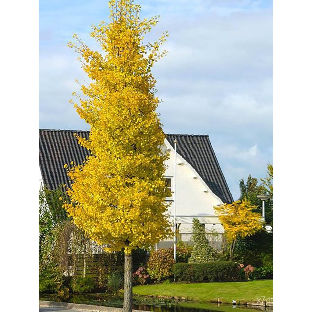 Gold Leaf Ginkgo Saplings White Fruit Living Seedlings Courtyard ...