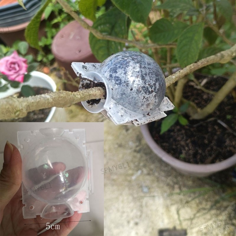 5cm Tree Plant Rooting Ball Fruit Root Growing Boxes Case Grafting ...