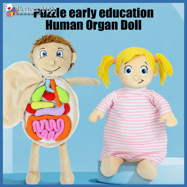PMR Human Body Model Organ Anatomy Plush Toy Learning Organ Teaching ...