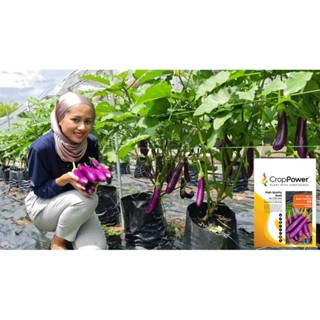 (5 GRAM/10 GRAM) Biji Benih Terung Mini Rasa Yummy 食圣 EG7 CROP POWER F1 ...