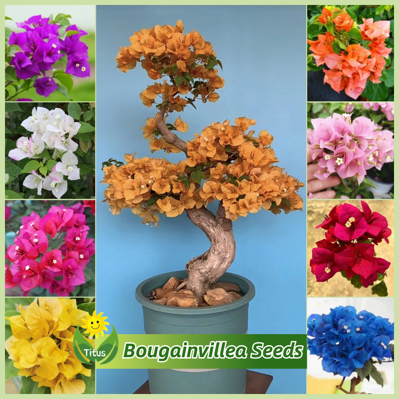 Legit Mixed Color Bonsai Bougainvillea Seeds For Planting Gardening