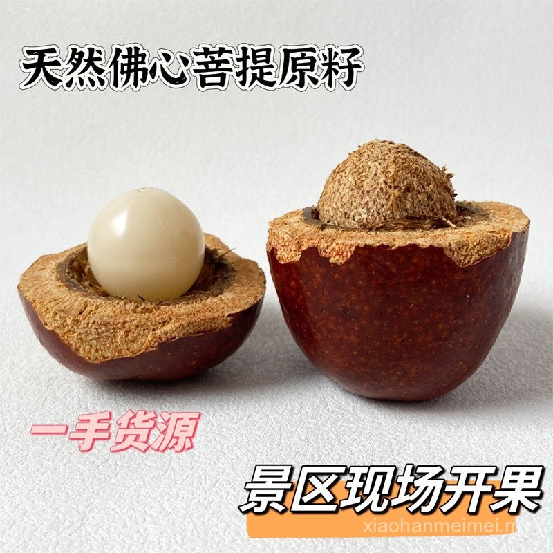 Boutique Buddha Heart Fruit Bodhi Seed Shakyamuni Buddha Heart Bodhi ...