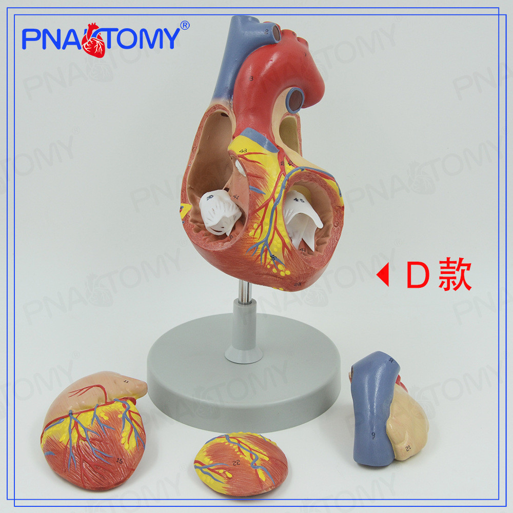 Model Jantung Dua Kali Lebih Besar Jantung Manusia Anatomi Dibesarkan ...