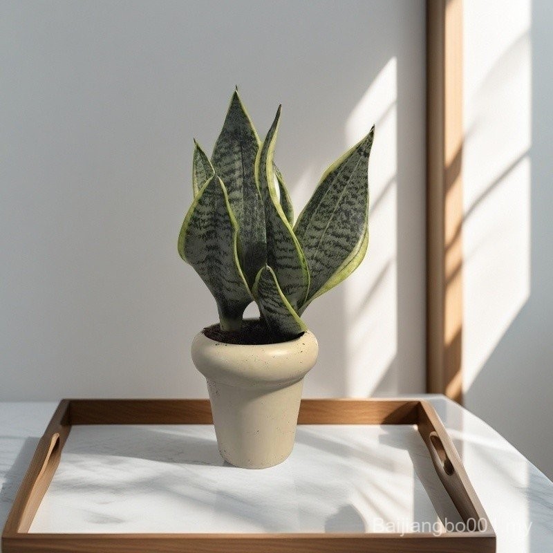 Indoor Radiation Protection Phnom Penh Green Plant Succulent Tiger Skin ...