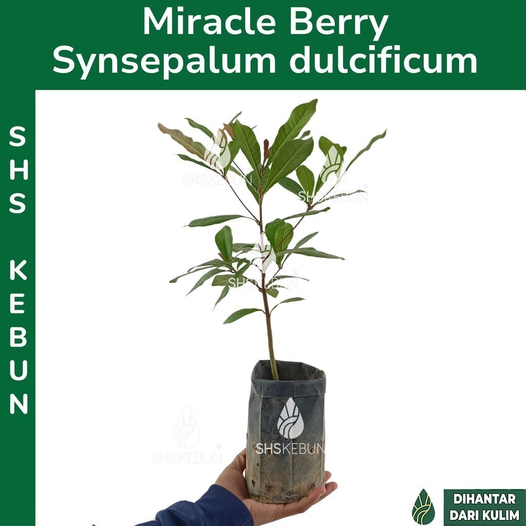Pokok Ajaib Miracle Berry Miracle Fruit Buah Ajaib 神秘果 神奇果 Live Plant ...