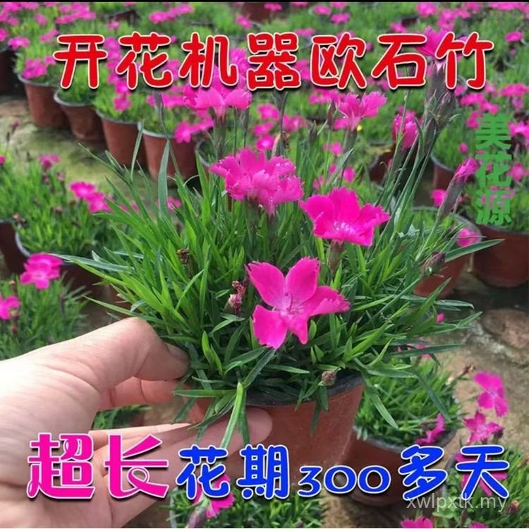 Dianthus 'Four Seasons Bloom' Rumput Anak Benih Bunga Tahan Sejuk ...