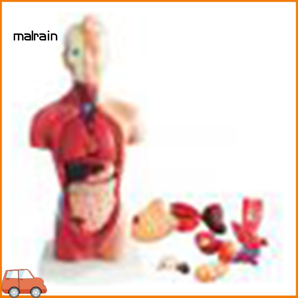 [Ma] Anatomical Human Torso Body Model Anatomy Internal Organ Medical ...