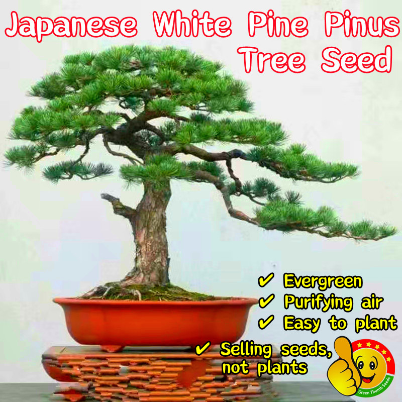 100% Original Rare Japanese White Pine Pinus Tree Seeds for Planting ...