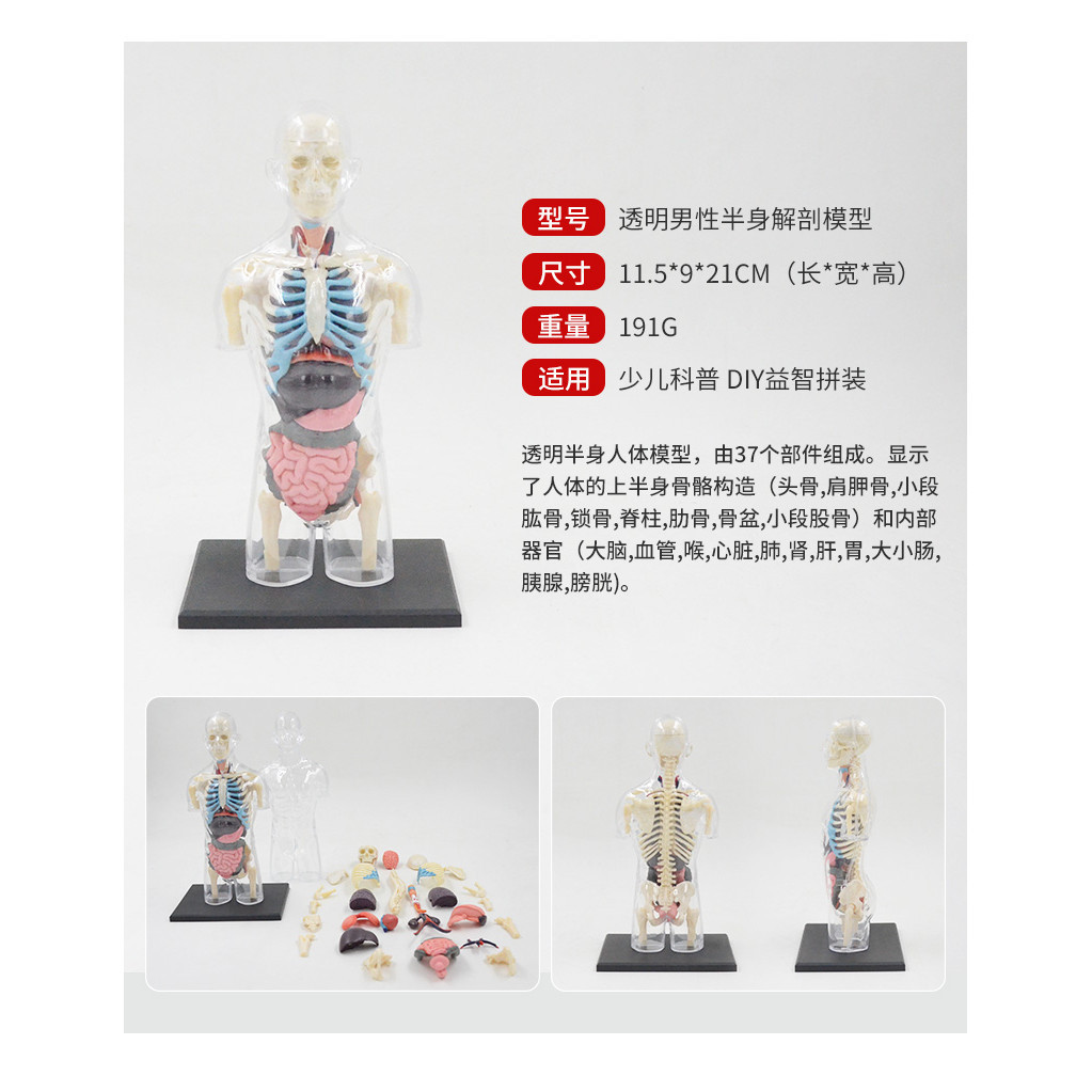 4d MASTER Transparent Male Torso Model Human Body Skeleton Frame ...