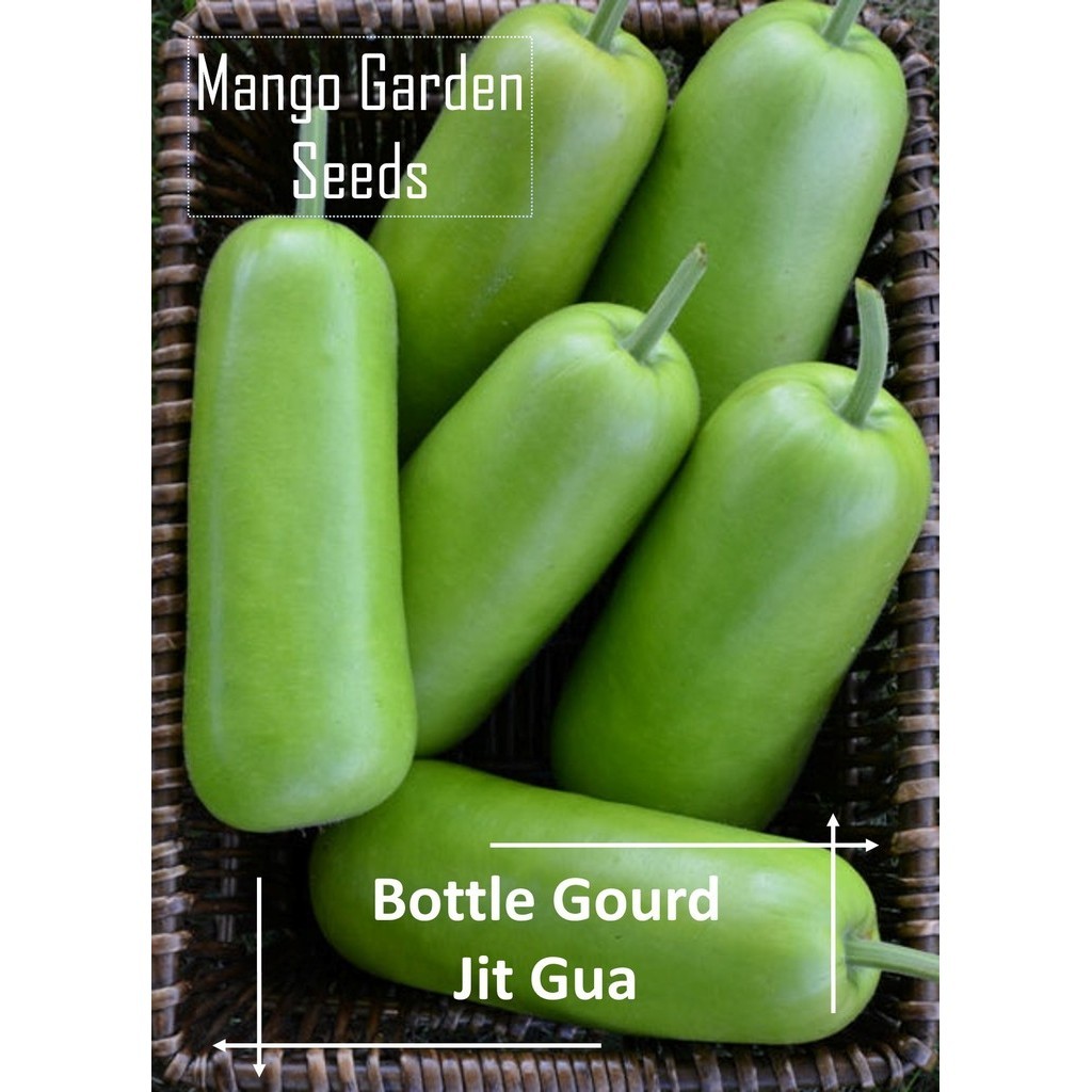 Bottle Gourd Jit Gua Seeds - 10 Seed *Pot Friendly* Tanam Pasu Labu ...