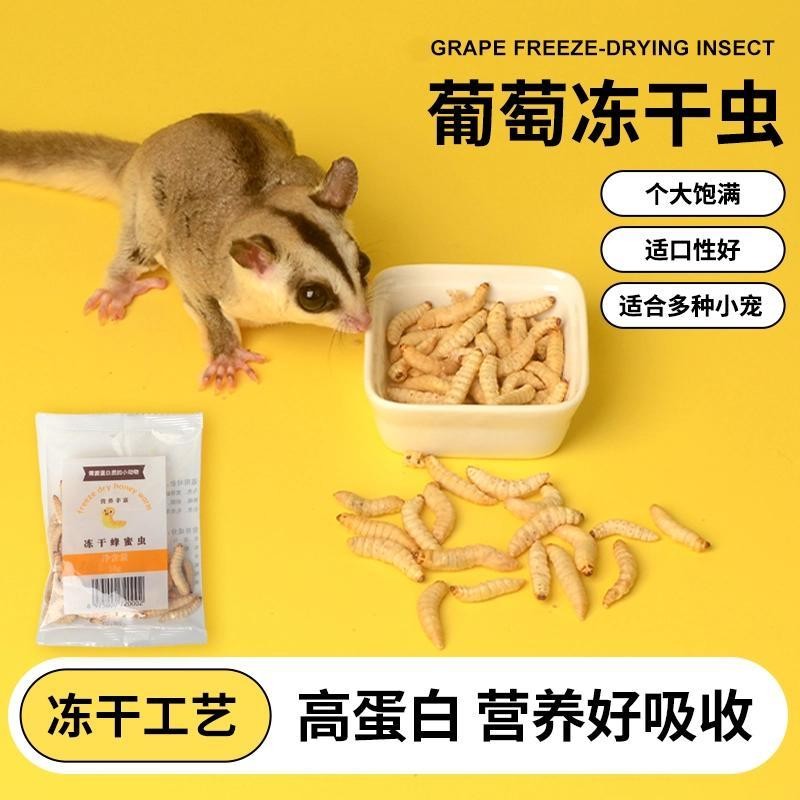 Honey Glider Freeze-Dried Corn Worm Gecko Lizard Grape Worm Interactive ...