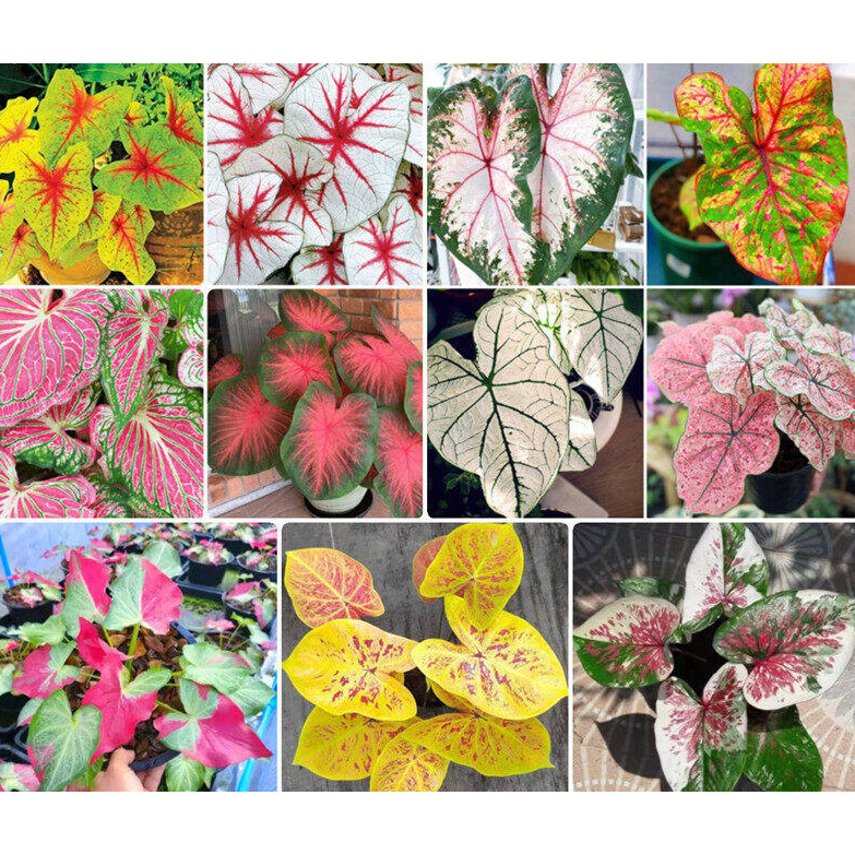 5 pcs Mixed Colors Caladium seed Benih Bunga Keladi Viral Rare Flower ...