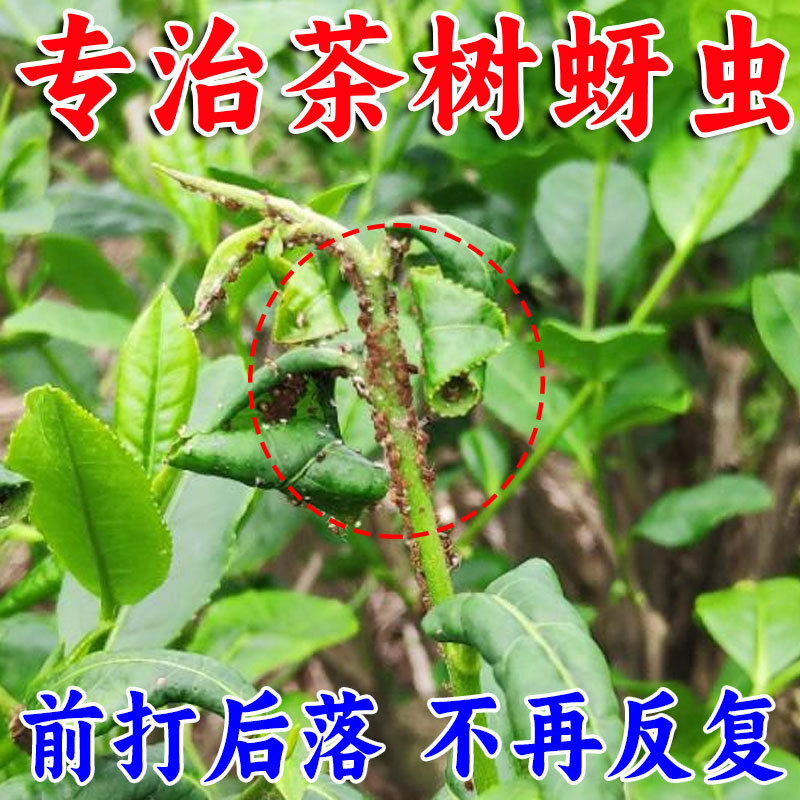 Insektisida Aphid Insektisida Pembunuh Aphid untuk Pokok Buah-buahan ...