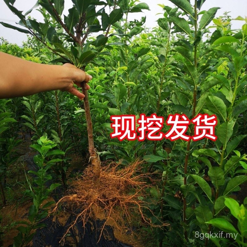 Anak Benih Pokok Plum Bunga Raya untuk Penanaman Tanah Halaman Anak ...
