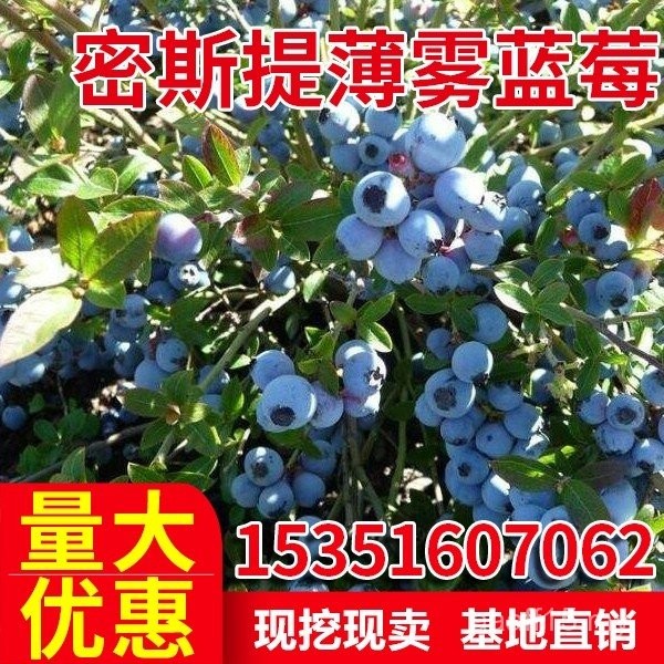 Nan Gao Cong Jifeng Production Blueberry Seedlings Live Seedlings North ...