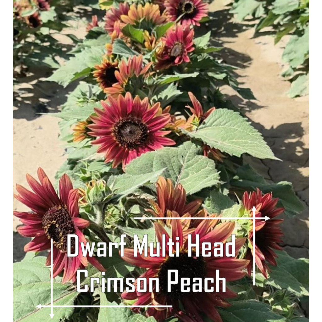 Dwarf Multi Head Crimson Peach Sunflower Seeds - 10 Seed *Pot Friendly ...