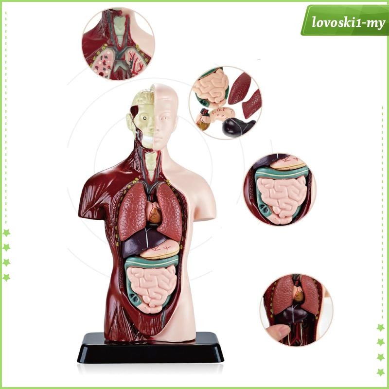 [LovoskibcMY] Human Body Model Removable Humam Model 5 Removable Parts with Stand Human Organs ...
