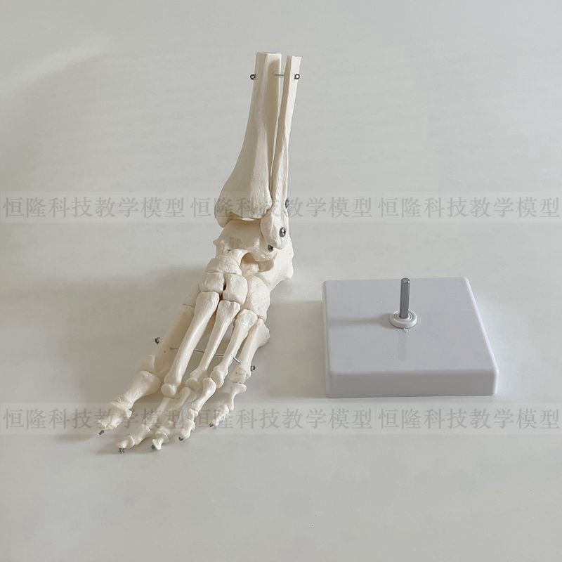 Ankle Model Left Right Foot Joint Model Left Right Foot Joint Medical ...
