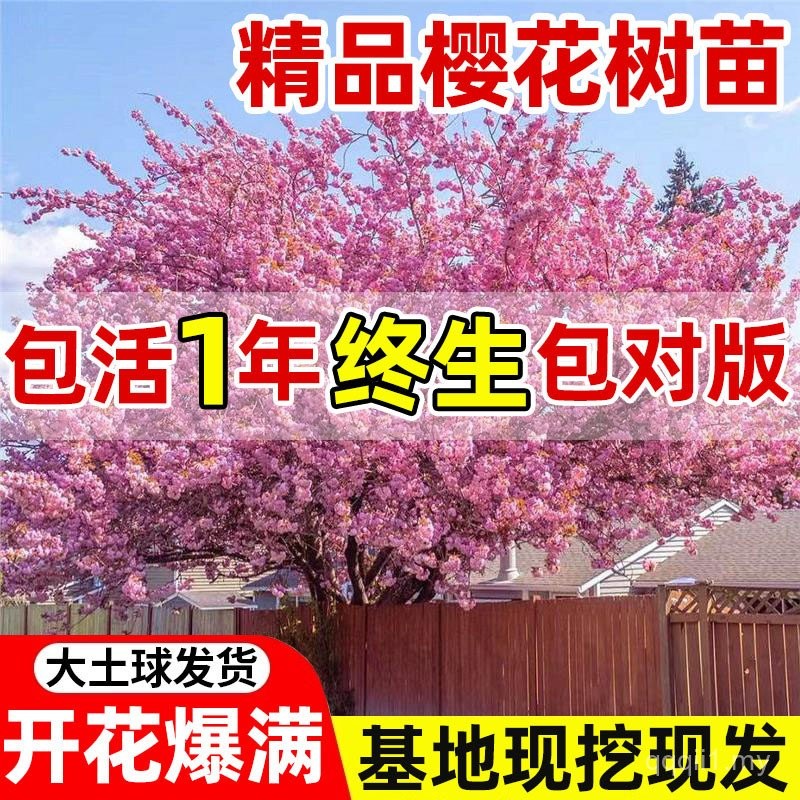 Japanese Cherry Blossom Saplings Courtyard North-South Planting Potted ...