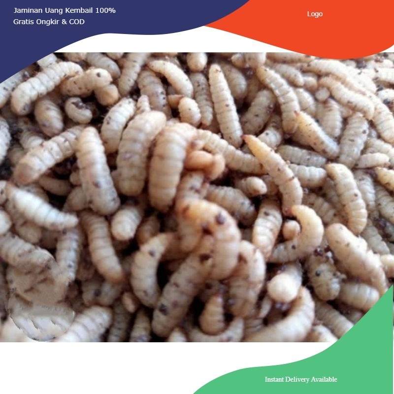 Maggot fresh Super 1kg (Latest anti-Dead Packaging) | Shopee Malaysia
