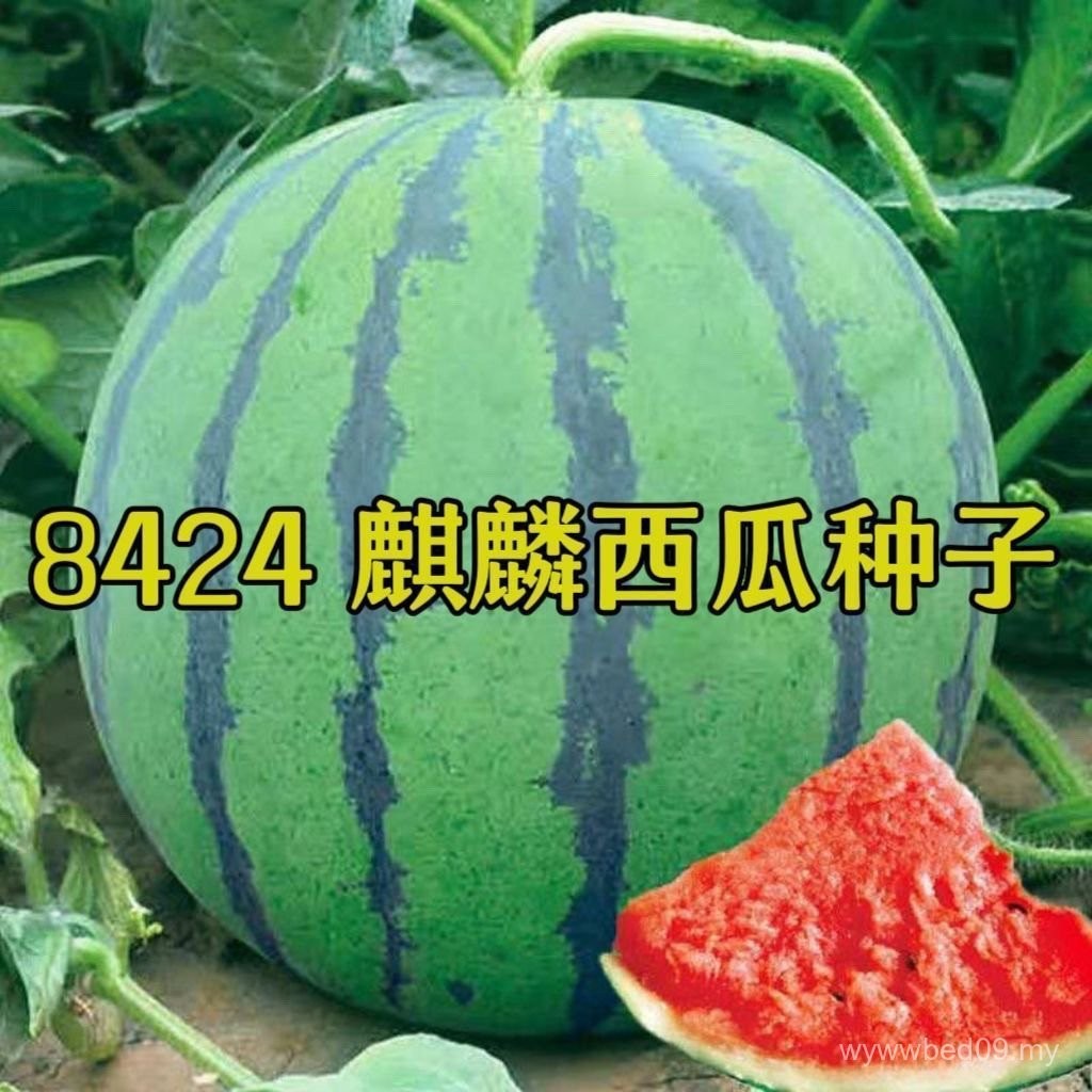 Watermelon Farmers Courtyard Daejeon 8424 Kirin Watermelon Early Cooked ...