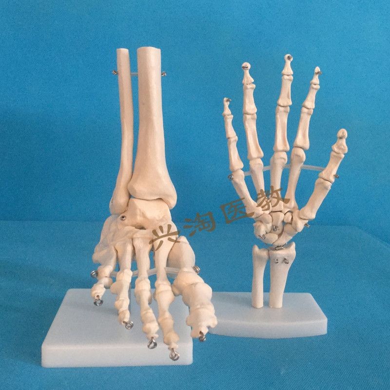 Adult Hand Joint Model Human Body Bone Anatomy Model Human Body Foot ...