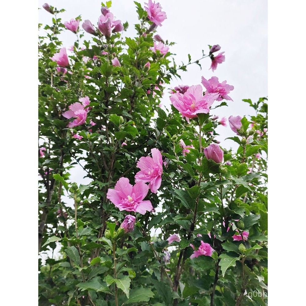 Tanaman Berpasu Anak Pokok Bunga Raya Kelopak Ganda, Wangian Kuat ...