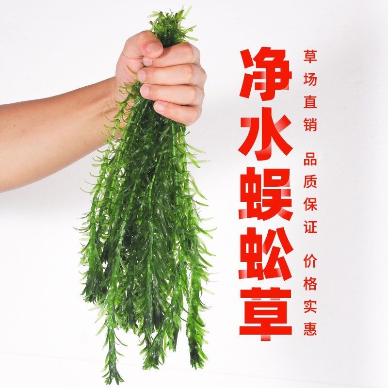 Centipede Grass Aquatic Plant Fish Culture Goldfish Algae Landscaping ...