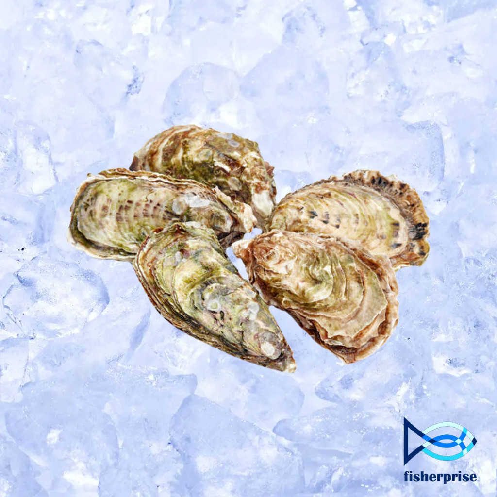 Japan Harima Full Shell Oyster Sashimi Grade 冷冻全壳牡蛎(刺身级) 1kg± | Shopee ...