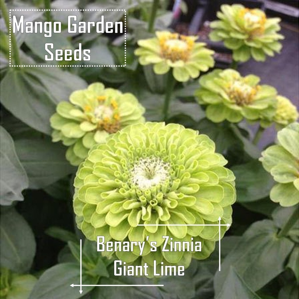 Benary Giant Lime Zinnia Seeds - 10 Seed *Pot Friendly* Tanam Pasu ...