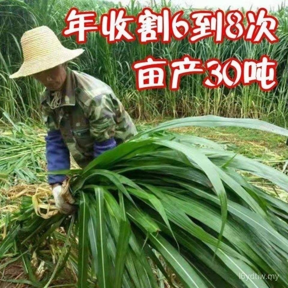 Benih Rumput Tahan Lama, Daun Besar Empat Musim, Tahan Sejuk, Benih ...