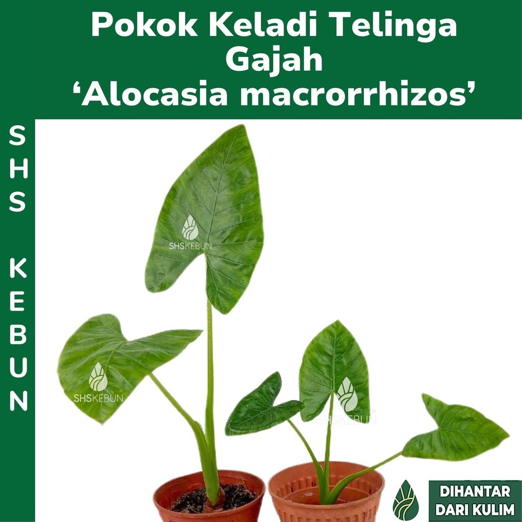 Alocasia macrorrhiza Pokok Keladi Telinga Gajah Giant Taro Keladi Besar ...
