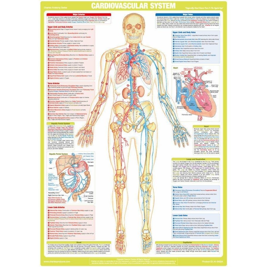 Human Anatomy Heart Cardiovascular System Circulatory Medical Chart ART ...