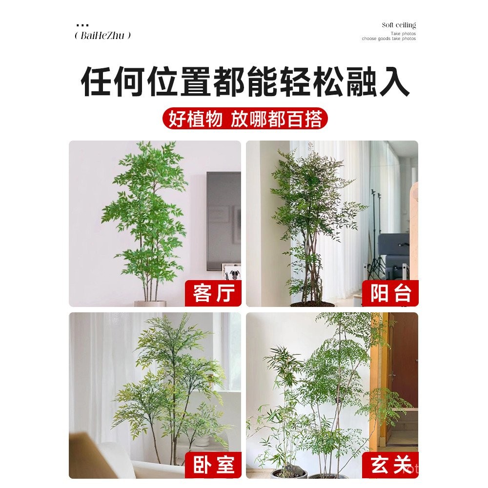 Tanaman Pasu Nandina Tumbuhan Hijau Besar Ruang Tamu Dalaman Bonsai ...