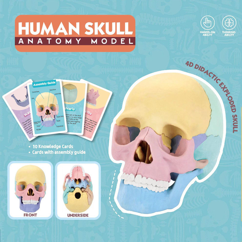 Stem Assembled 4D Human Body Skull Model, Detachable Specimen Design ...
